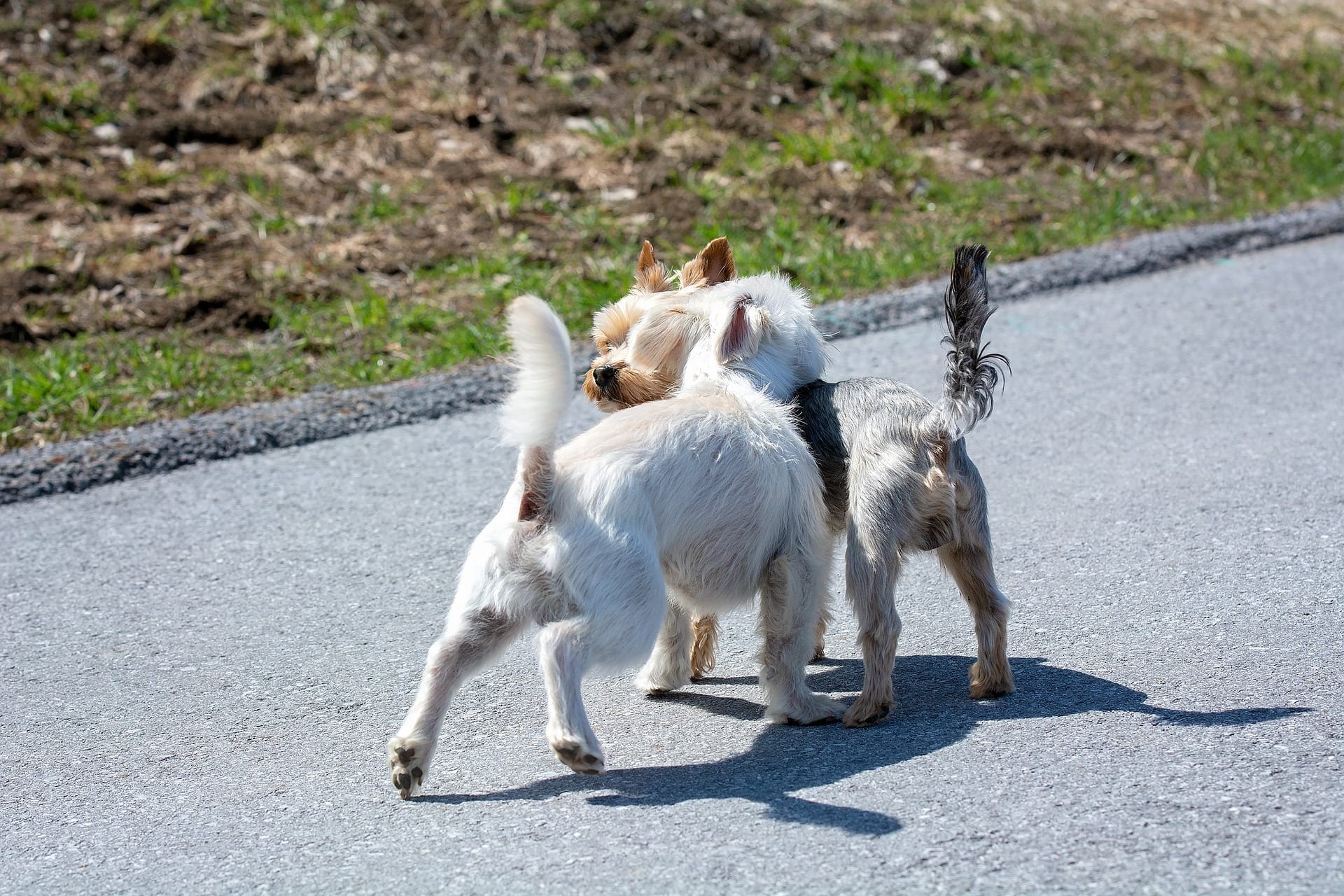 Dogs Sniff Each Other's Behinds | Blog | PlexiDor Dog Doors